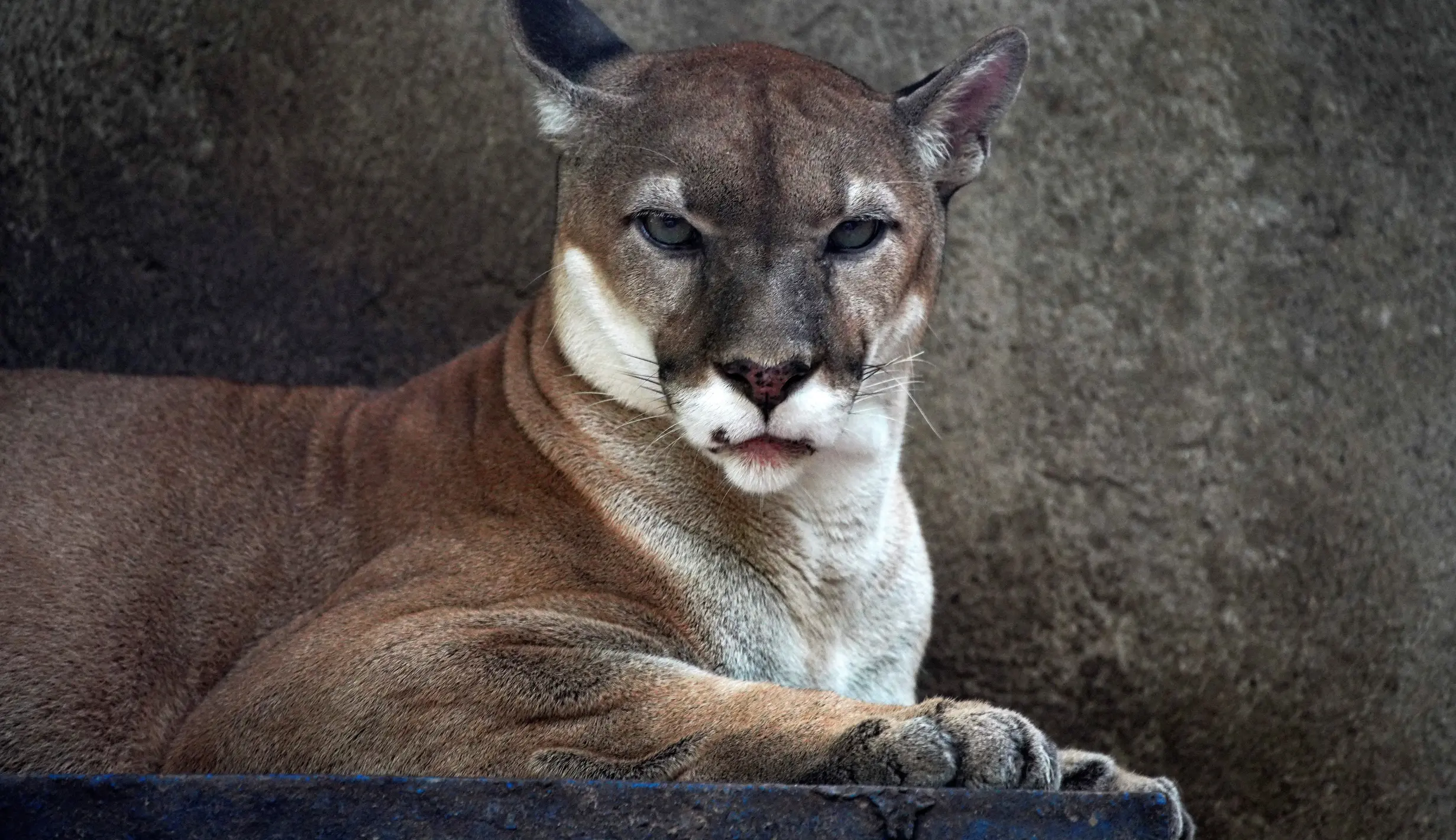 Puma Albino Langka Lahir di Kebun Binatang Nikaragua, Ini Penampakannya ...