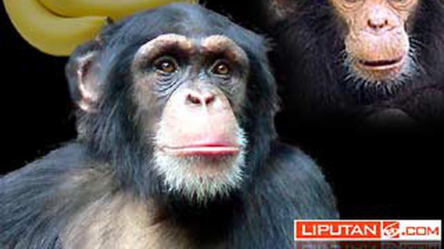 Ketimbang Pisang, Simpanse Lebih Tertarik Wajah - Tekno Liputan6.com
