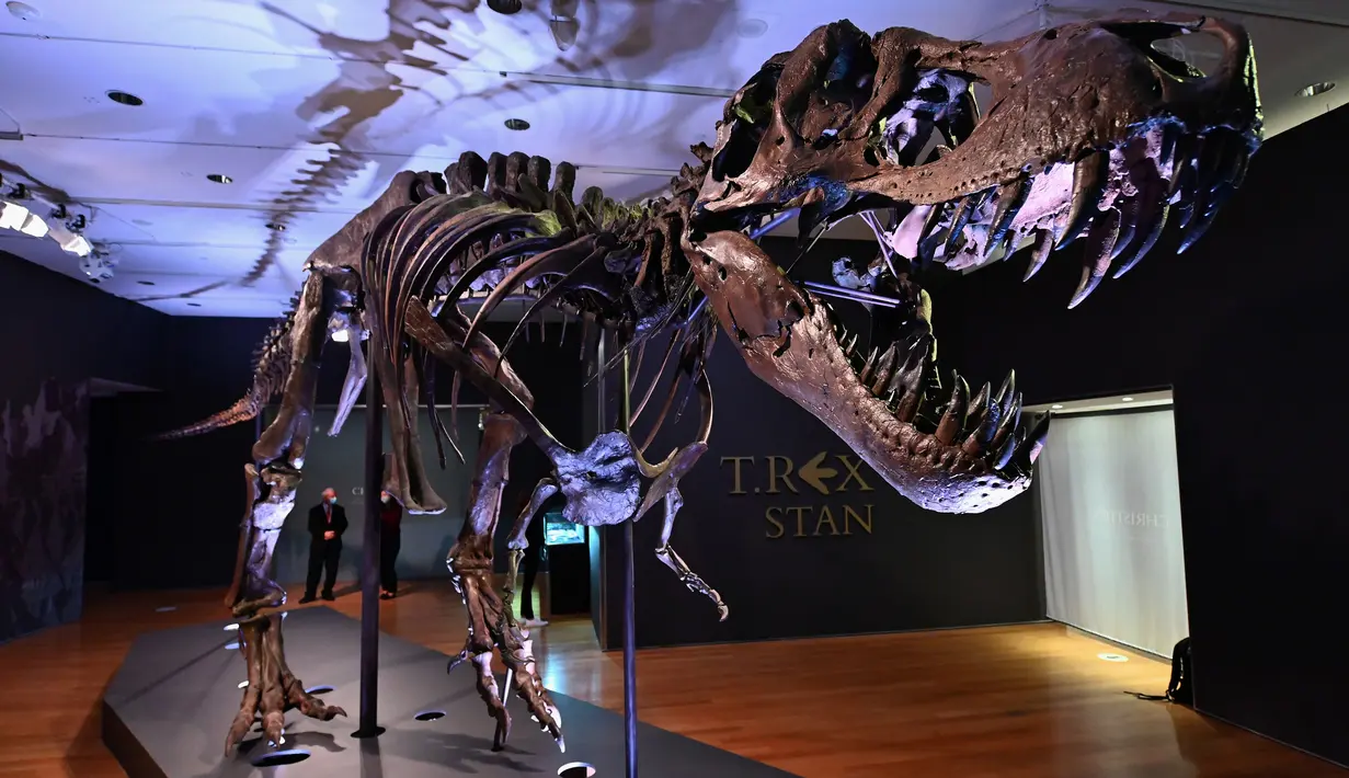FOTO: Penampakan Kerangka T-Rex Terbesar yang Akan Dilelang - Foto ...