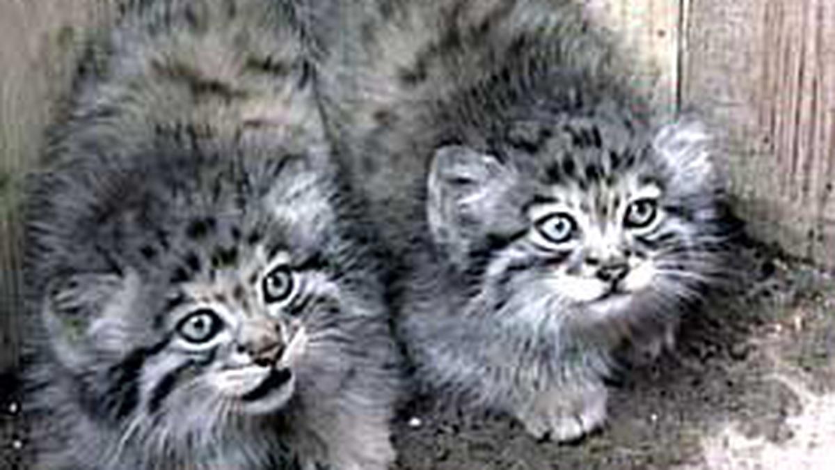 Empat Kucing Manul di Kebun Binatang Friedrichsfelde