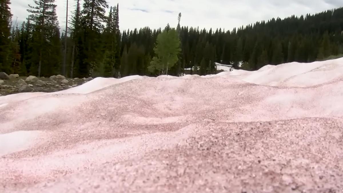 Fenomena Watermelon Snow di Utah Bikin Salju Berwarna Merah, Pink, dan ...