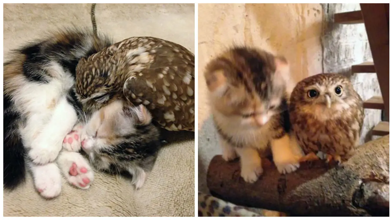 Indahnya Persahabatan Anak Kucing dan Burung Hantu - Global Liputan6.com