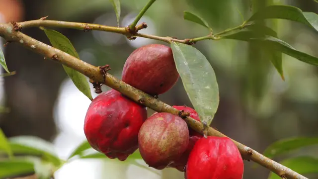 8 Manfaat Mahkota Dewa Bagi Kesehatan, Tanaman Herbal Murah Kaya Khasiat