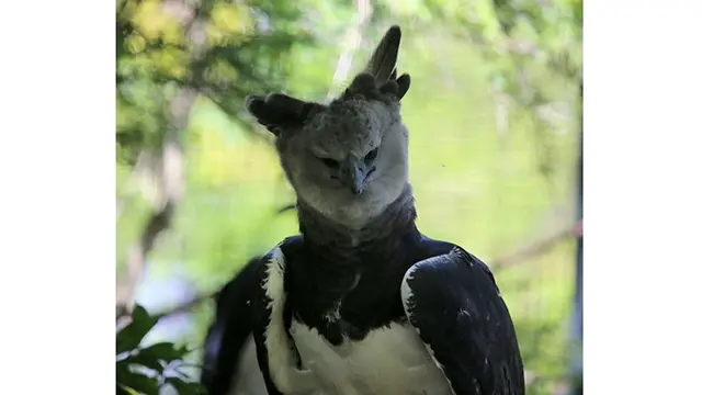Elang Harpy, Burung Elang Terbesar dan Terkuat di Dunia yang Melegenda ...