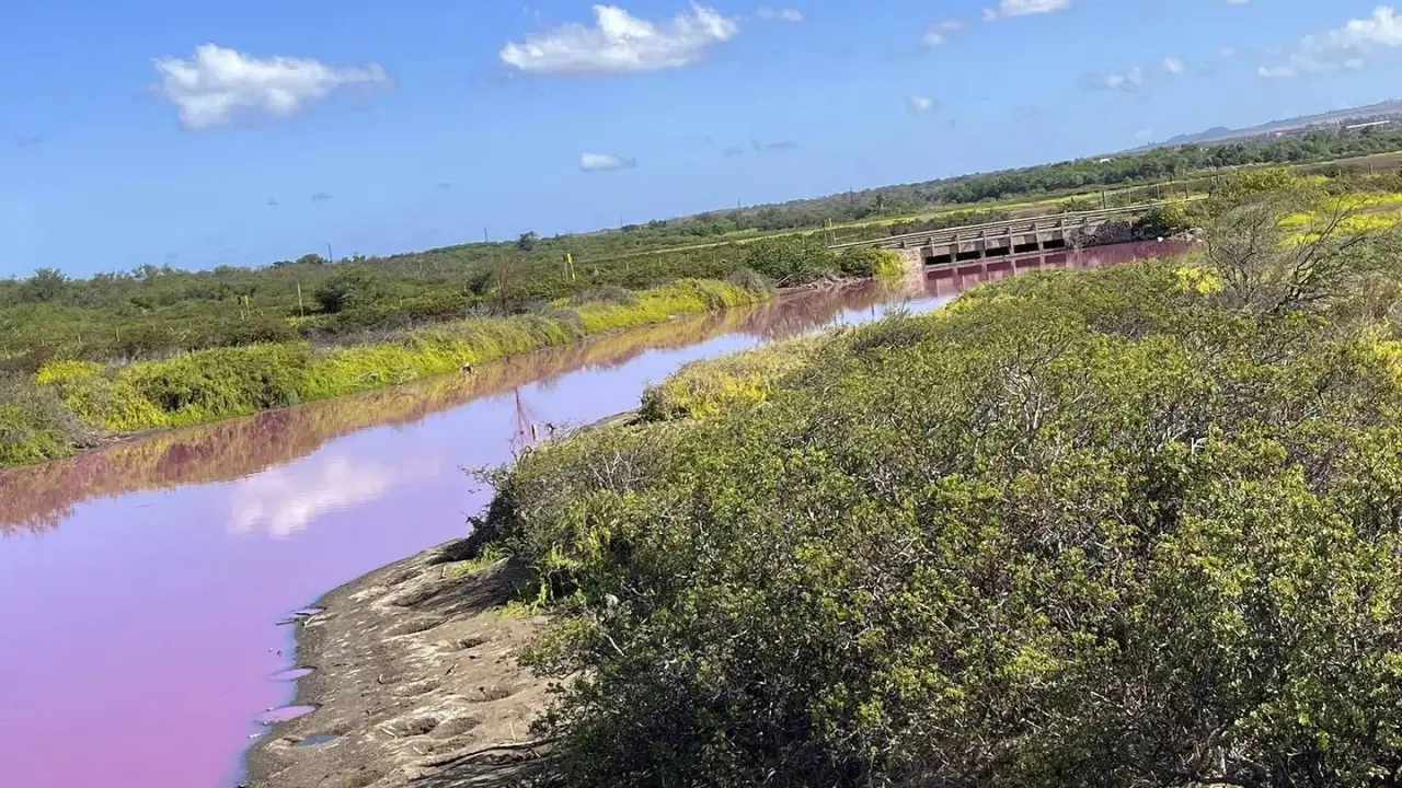 Viral Warna Danau di Hawaii Berubah Jadi Pink, Ini Penampakannya - Hot ...
