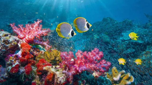 Karang Sebagai Sumber Makanan? 6 Hewan Laut Ini Mengandalkannya untuk ...