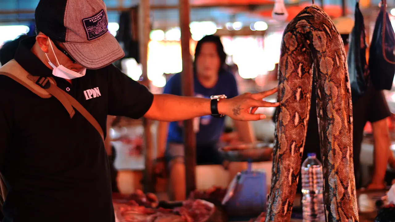 Ilmuwan Sarankan Manusia Makan Daging Ular Piton, Apa Alasannya? - Hot ...