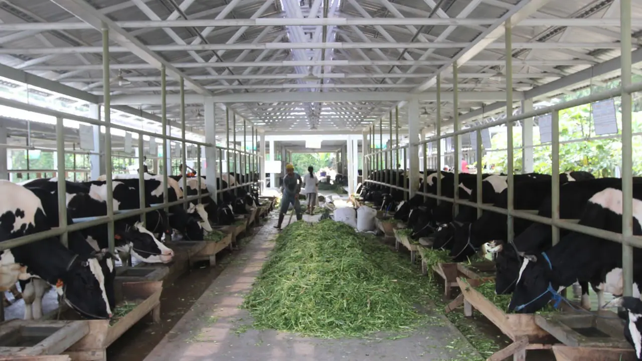 Industri Pengolahan Serap 870 Juta Liter Susu Segar Tiap Tahun, Tapi 80 ...