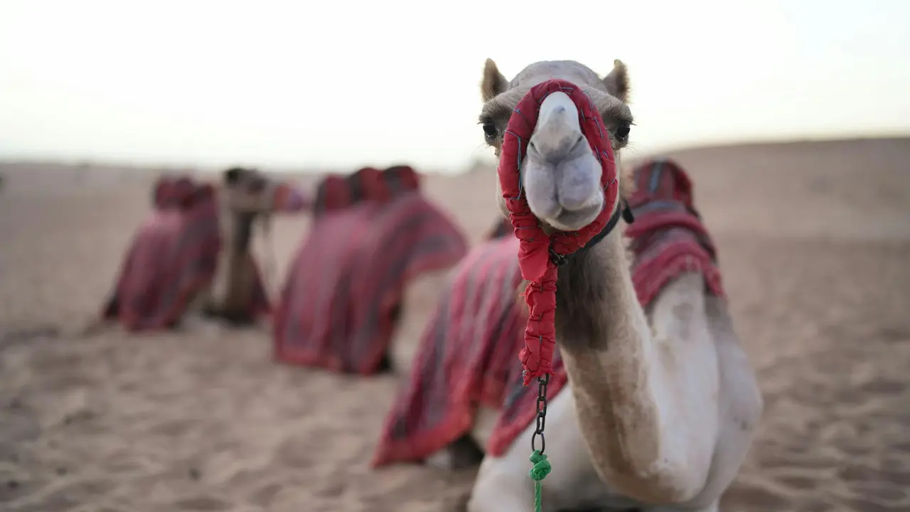 Mengenal Khulafaur Rasyidin, Profil dan Cara Meneladani Kepemimpinannya ...