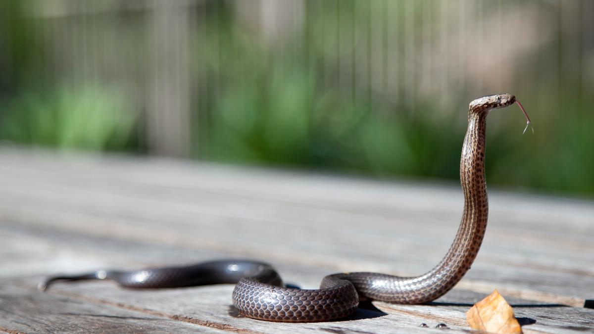 11 Arti Mimpi Dikejar Ular Hitam yang Bikin Merinding dan Penuh Misteri