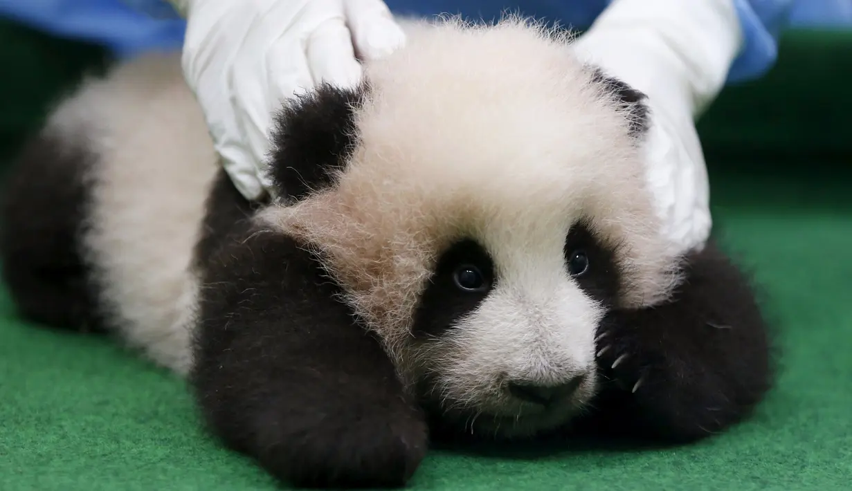 Menggemaskannya Anak Panda yang Mulai Dipamerkan di National Zoo ...