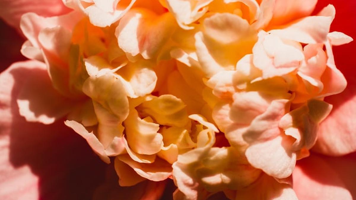 Bunga Camellia Semakin Populer Dijadikan Bahan Skincare, Ini Manfaatnya