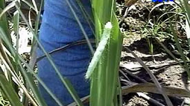 Tanaman Tebu di Madiun Diserang Ulat - News Liputan6.com