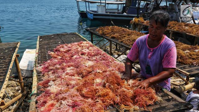 KKP Targetkan Produksi Rumput Laut Capai 10,99 Juta Ton di 2020 ...