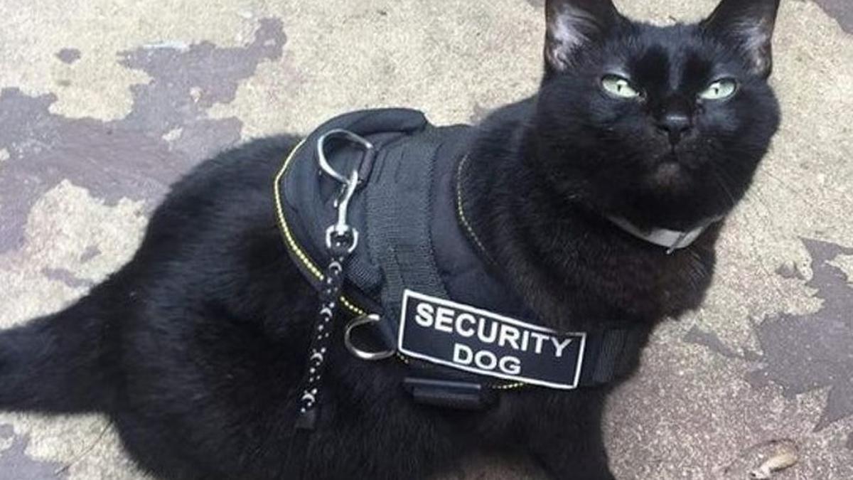 7 Potret Menggemaskan Kucing Pura-Pura Lagi Kerja - Citizen6 Liputan6.com