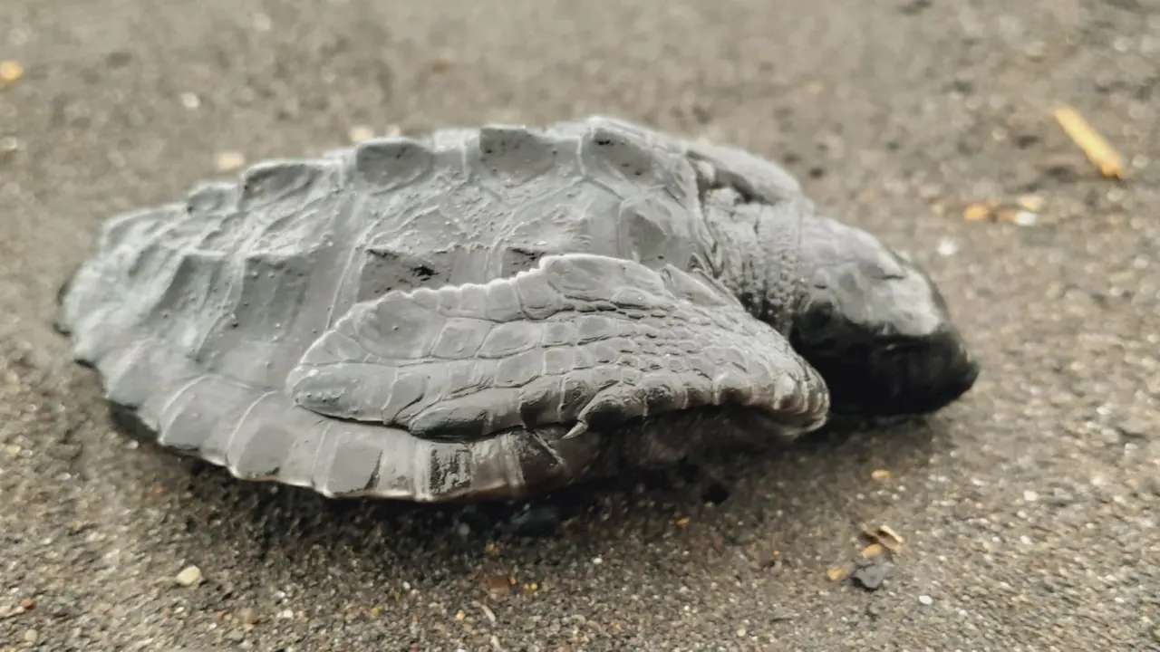 Intan Box Kreasi BSTF Sukses Tingkatkan Populasi Penyu Jantan di ...