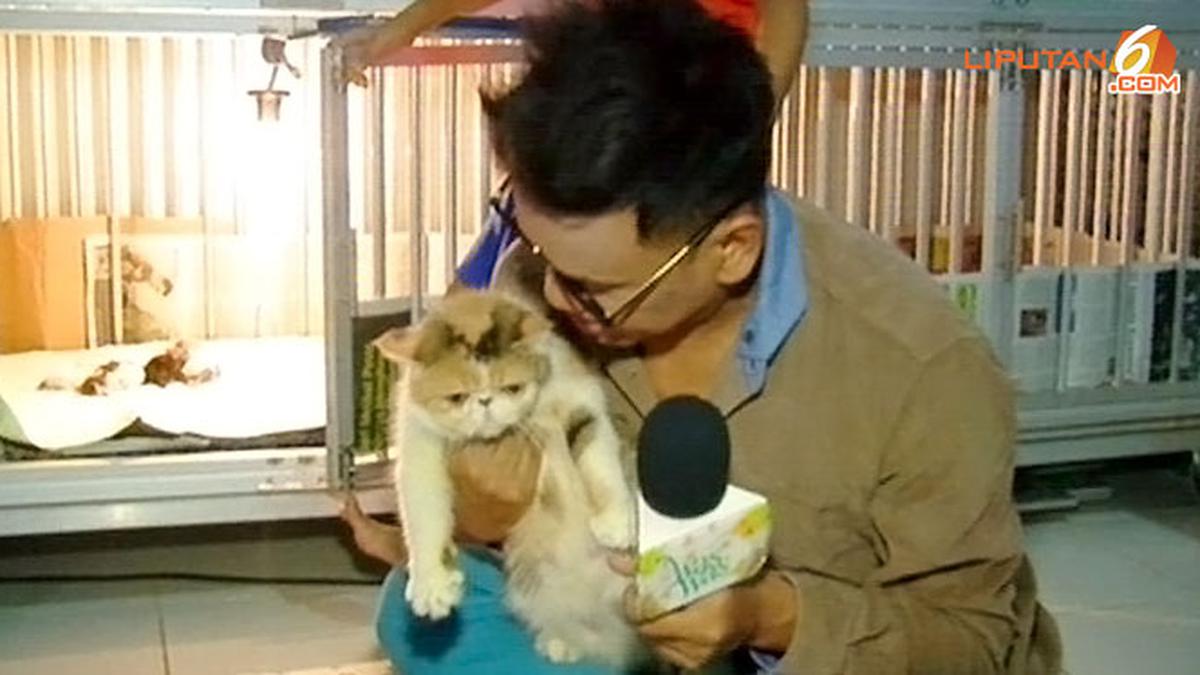 [VIDEO] Wuih! Uya Kuya Jadi Bidan Kucing - ShowBiz Liputan6.com