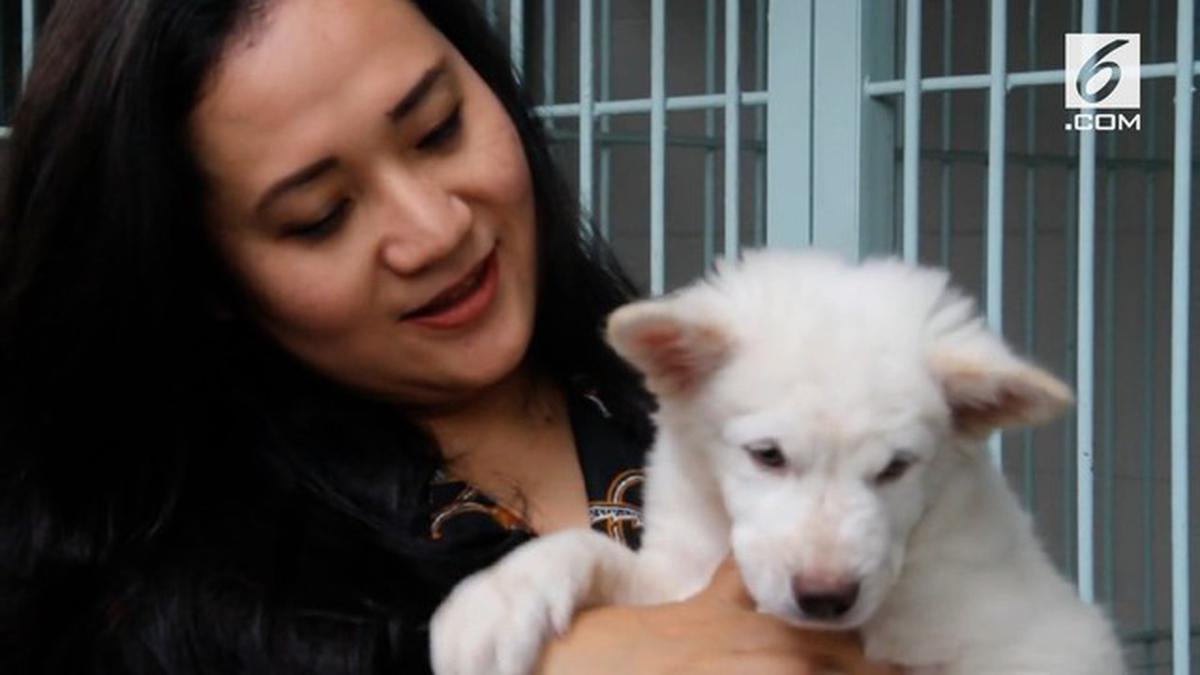 VIDEO: Gemasnya Anjing Kintamani, Anjing Asli Indonesia