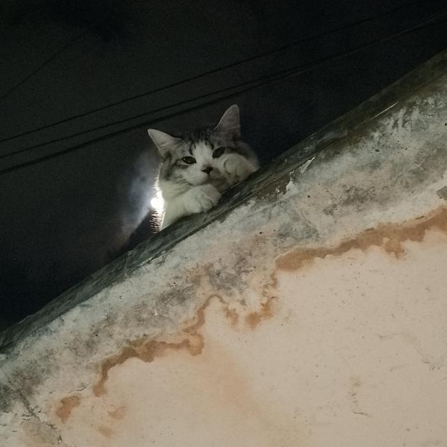 6 Potret Kucing Nyantai di Atap Rumah, Sering Dikira Hilang karena Tak ...