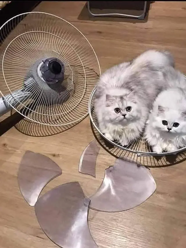 6 Tingkah Kucing Suka Merusak Barang Ini Bikin Emosi, Onar Banget - Hot ...