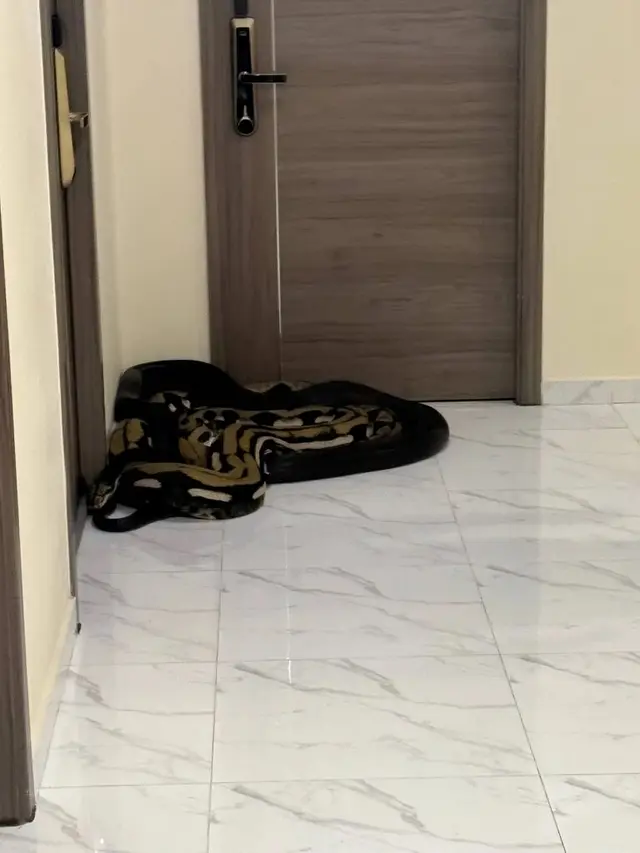 Doa Agar Ular Pergi dari Rumah, Ini Langkah-langkah yang Bisa Dilakukan ...