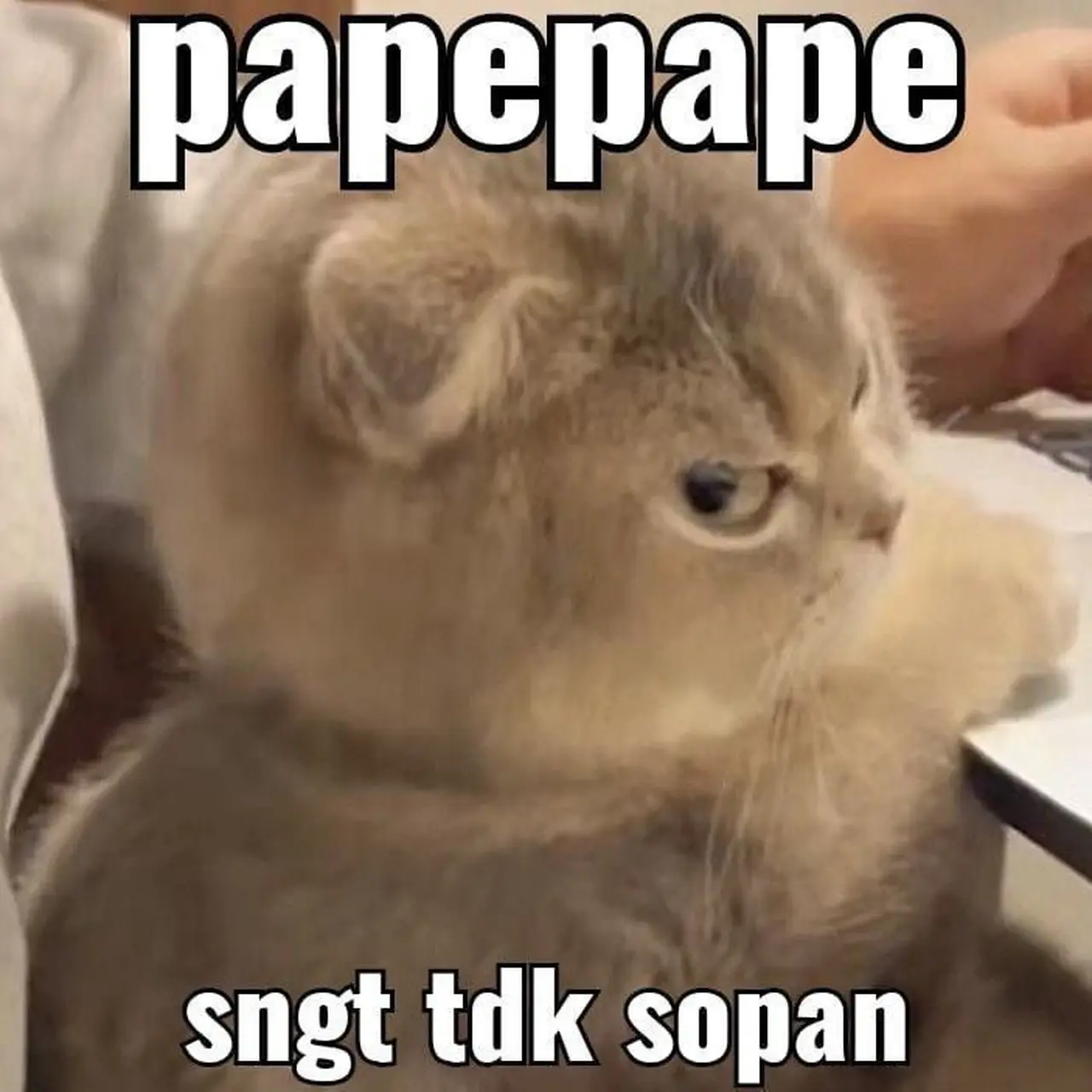 8 Potret Meme Kucing saat Emosi Ini Justru Bikin Gemas - Hot Liputan6.com