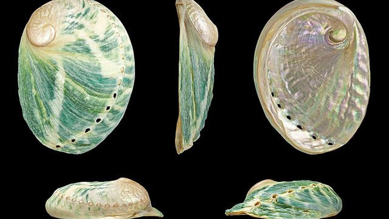 Abalon adalah Kerang Laut Lezat yang Kaya Manfaat, Ini Cara Budidayanya