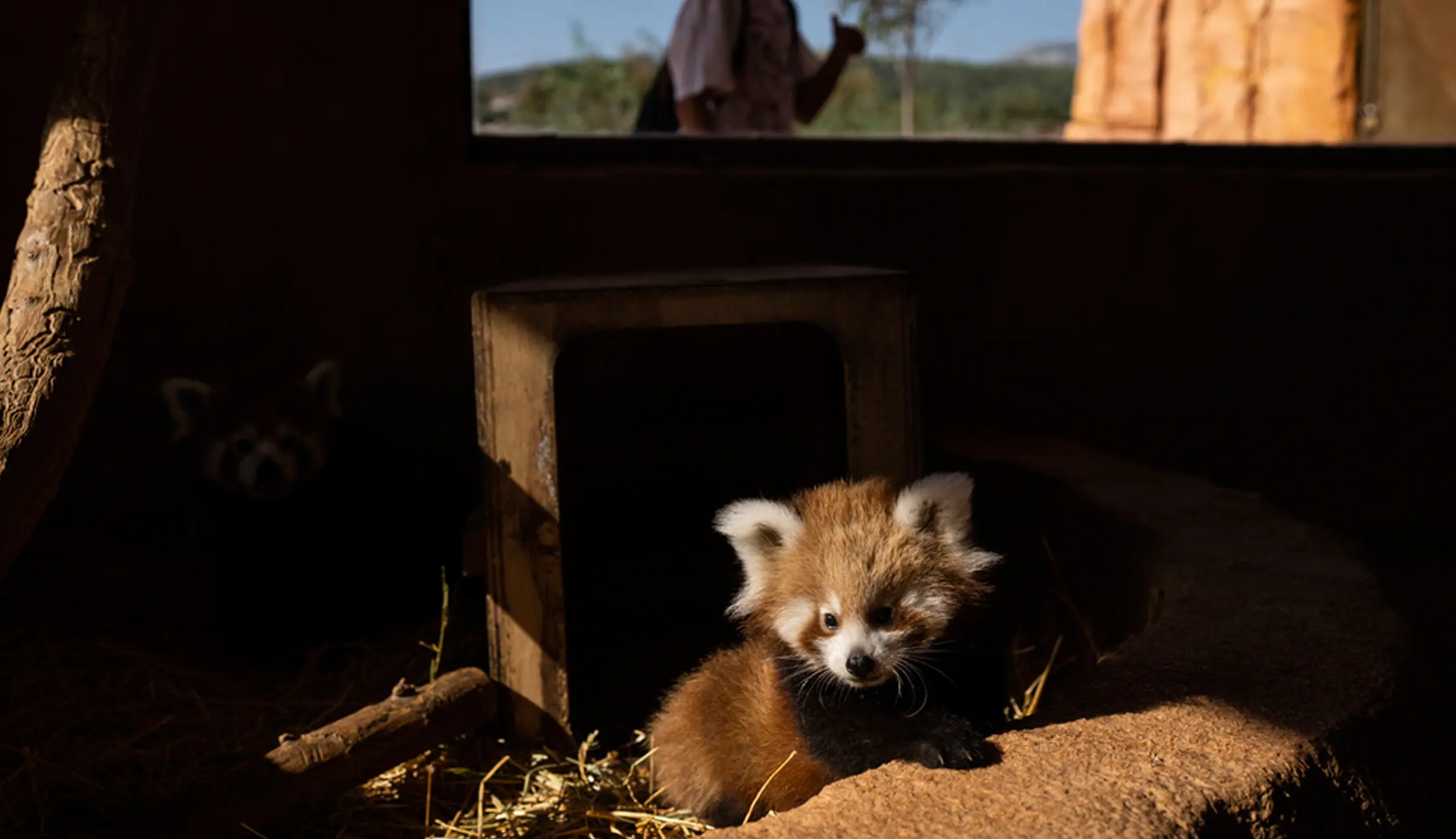 Lahirnya Bayi Panda Merah yang Langka di Attica Zoological Park Yunani ...