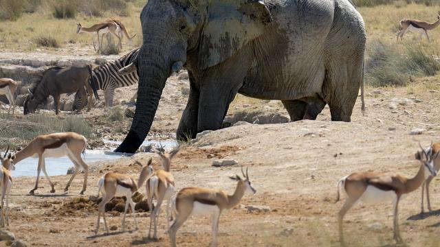Fauna adalah Hewan dan Kehidupannya, Ketahui Persebarannya - Hot ...