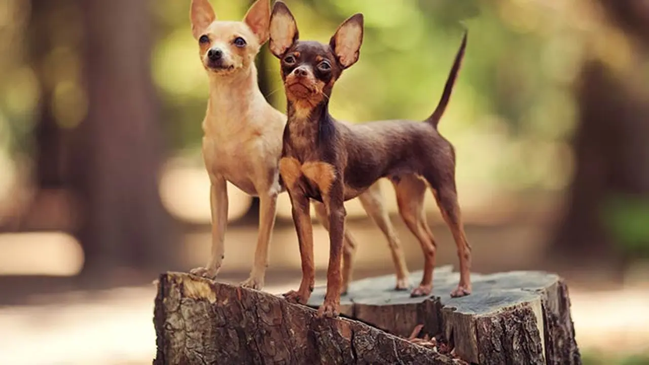 7 Ras Anjing Kecil Paling Populer, Cocok Jadi Sahabat yang Bisa Dibawa ...