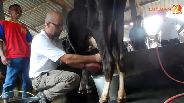 Sapi Harus Dimandikan 1 Jam Sebelum Diperah - Health Liputan6.com