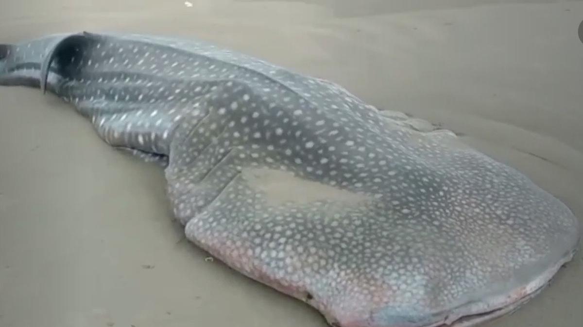 Hiu Tutul Mati Terdampar di Alas Purwo Banyuwangi - Surabaya Liputan6.com