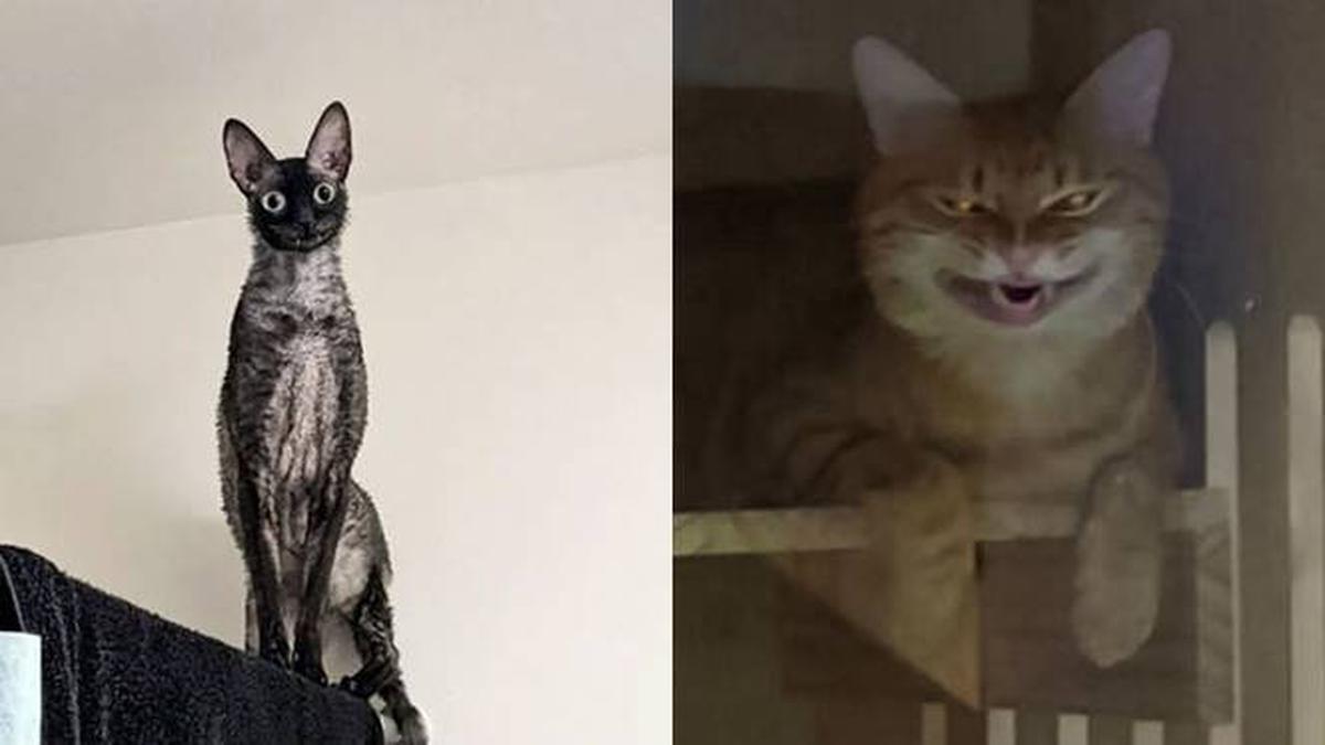 7 Potret Pose Kucing yang Mengerikan Ini Bikin Kaget