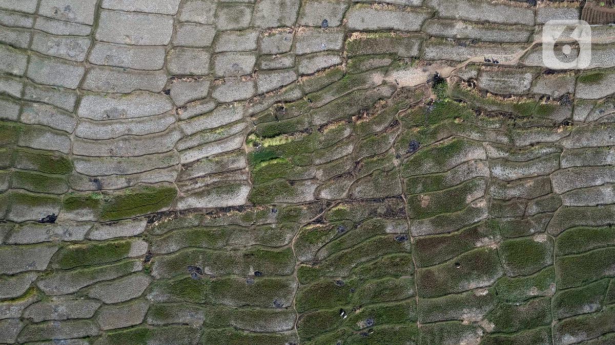 Sejarah El Nino, Fenomena Alam yang Bikin Kelaparan hingga Musnahkan ...