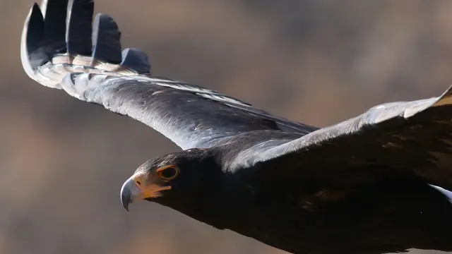 9 Elang Berukuran Besar yang Ada di Dunia - Citizen6 Liputan6.com