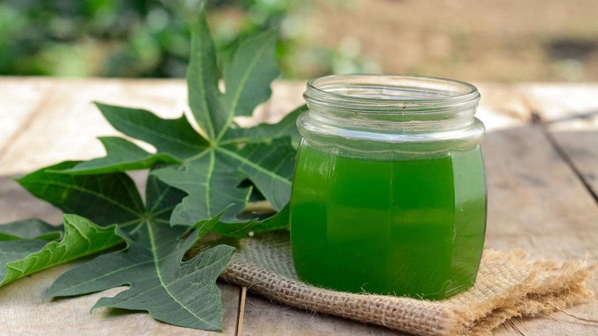 Di Balik Rasanya yang Pahit, Ternyata Daun Pepaya Memiliki Ragam ...