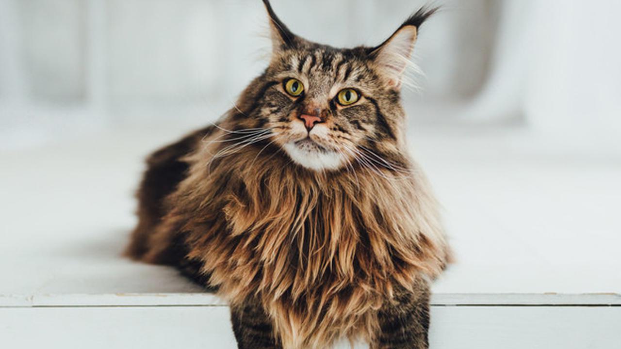 10 Jenis Kucing Tercantik di Dunia Menurut A-Z Animals, Apa Saja Ya?