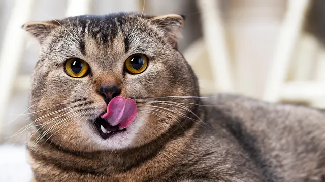 Menunjukkan Perasaannya, Ini 5 Arti Pupil Mata Kucing yang Mendadak ...