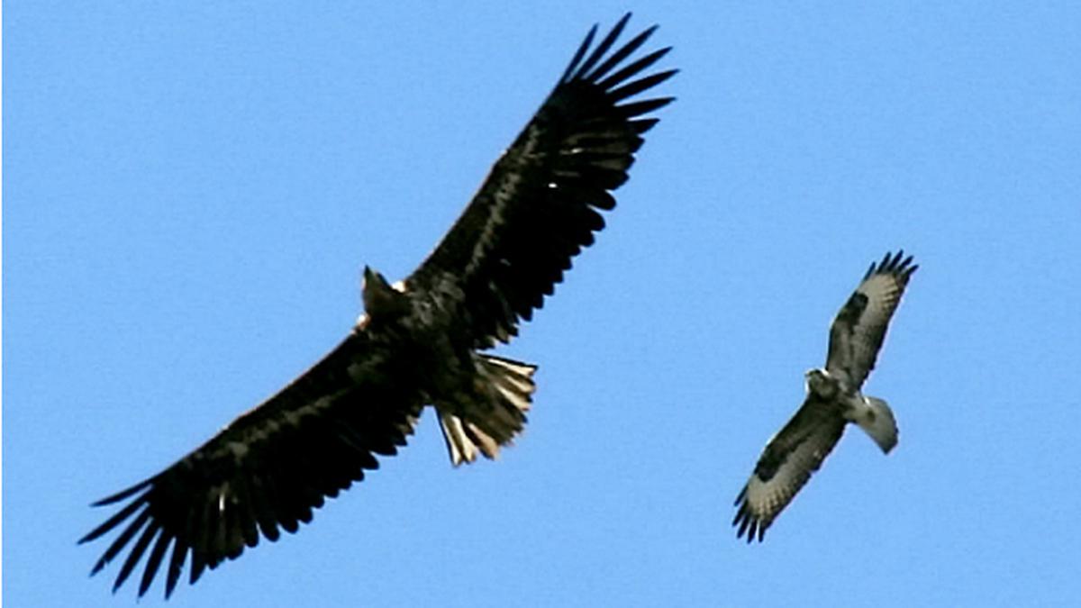 Mengenal Wisdom, Burung Liar Tertua Berusia 70 Tahun - Global Liputan6.com