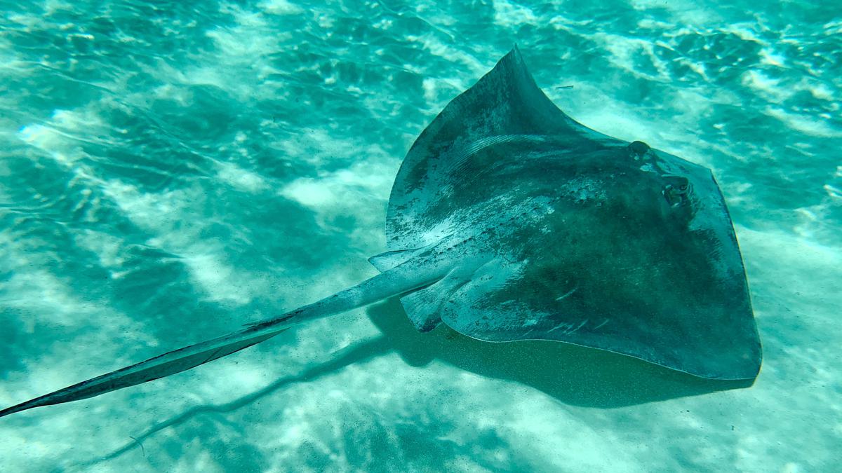 Ikan Pari Jawa Dinyatakan Punah, Jadi Ikan Laut Pertama di Dunia yang ...