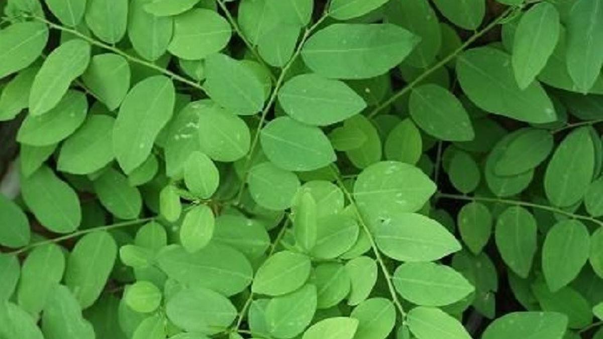 11 Manfaat Daun Katuk untuk Berbagai Penyakit, Cegah Penyakit Jantung ...