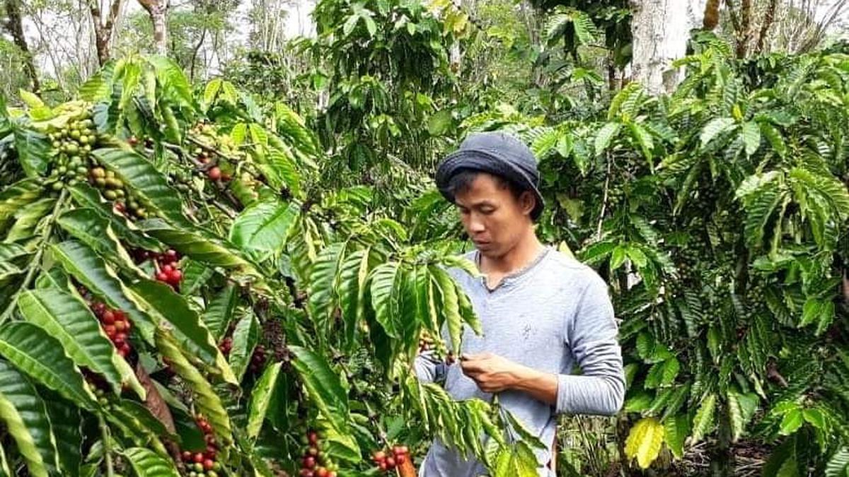 Koperasi Bakal Jadi Sentra Bisnis Petani Kopi - Bisnis Liputan6.com