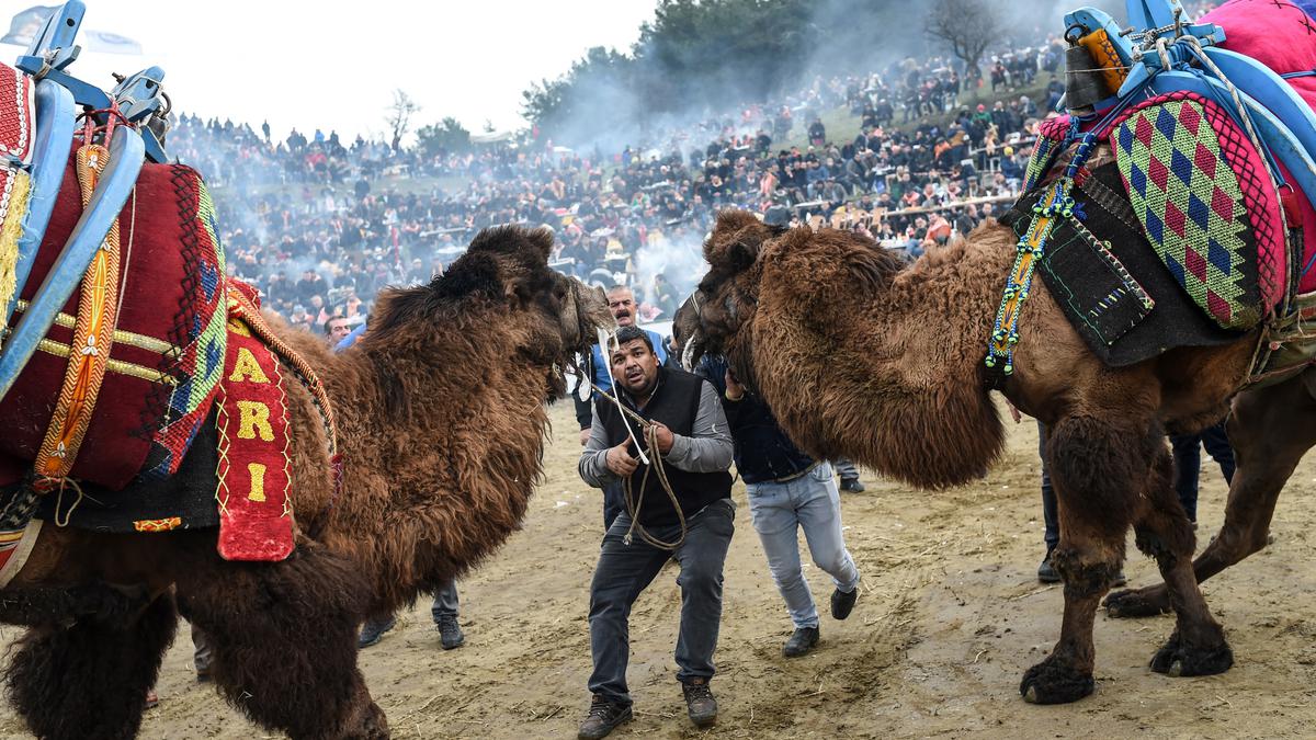 FOTO: Gulat Unta Jadi Atraksi Populer di Turki - Foto Liputan6.com