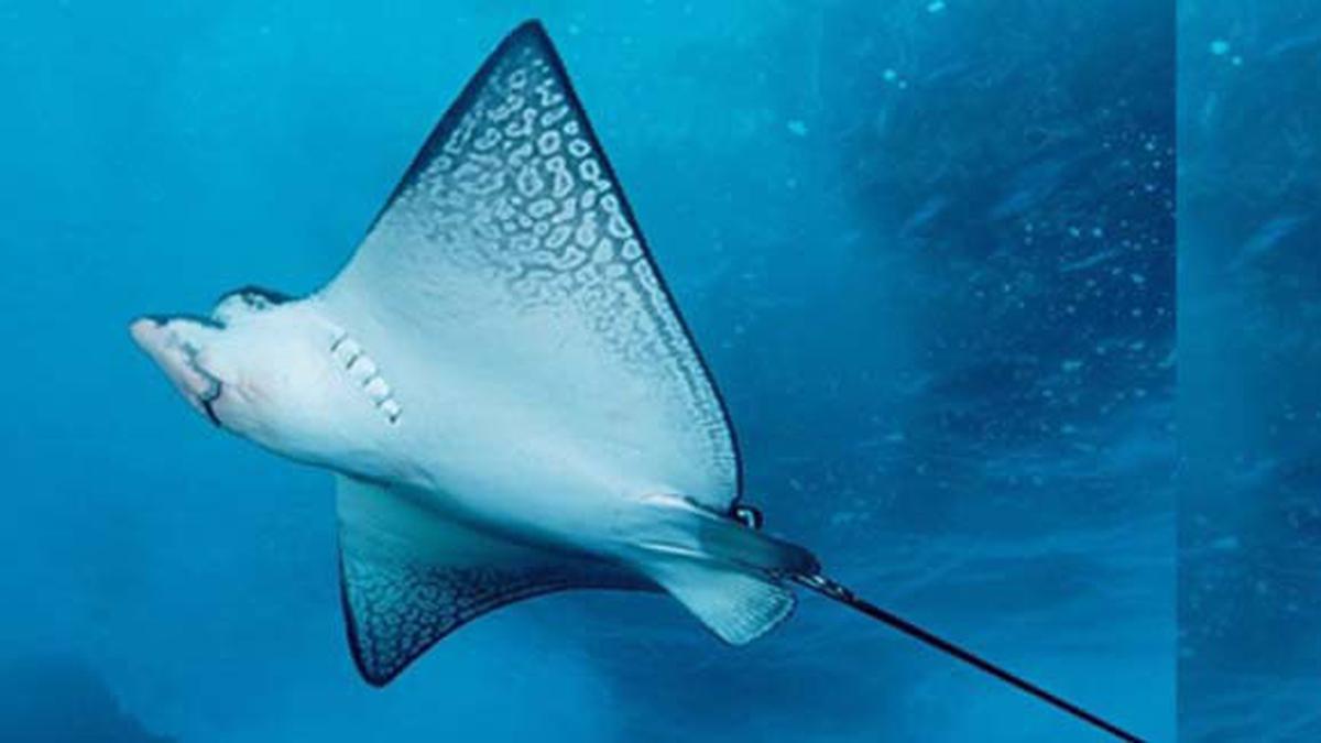 Bagian Berbahaya pada Ikan Pari - Lifestyle Fimela.com