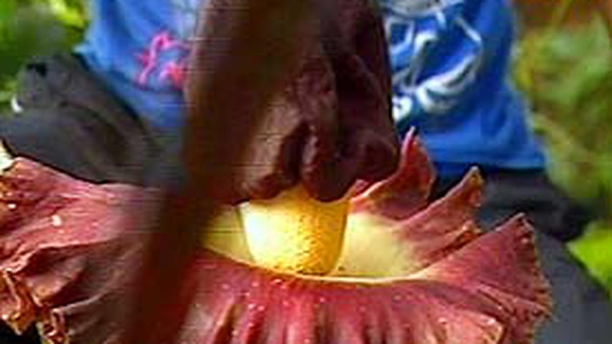 Rafflesia Arnoldi Ditemukan di Bali - News Liputan6.com