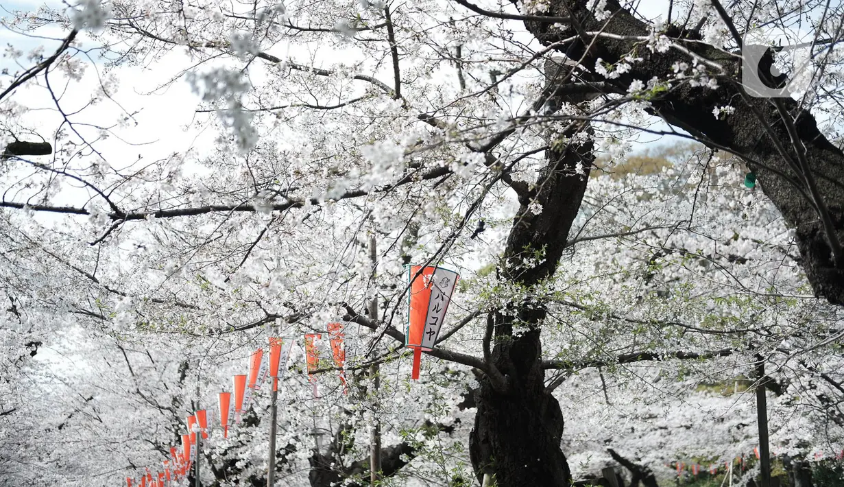 Menikmati Bunga Sakura Bermekaran di Jepang - Foto Liputan6.com