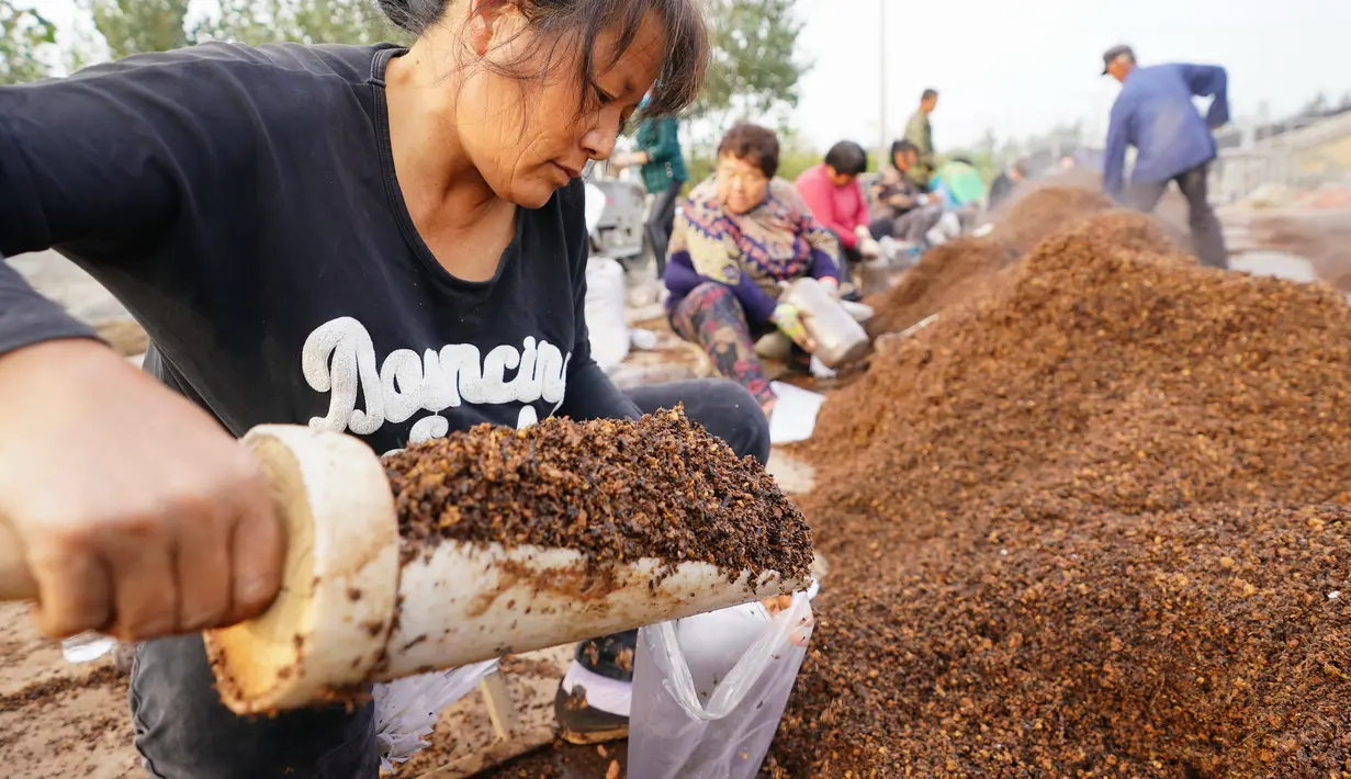 FOTO: Menengok Budi Daya Jamur Pangan di Wilayah Luannan - Foto ...