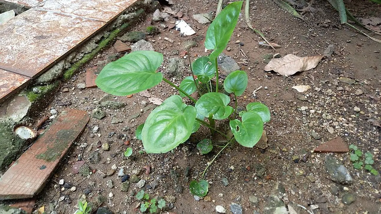 20 Macam-Macam Bunga Keladi dan Gambarnya, Punya Ragam Corak dan Warna ...