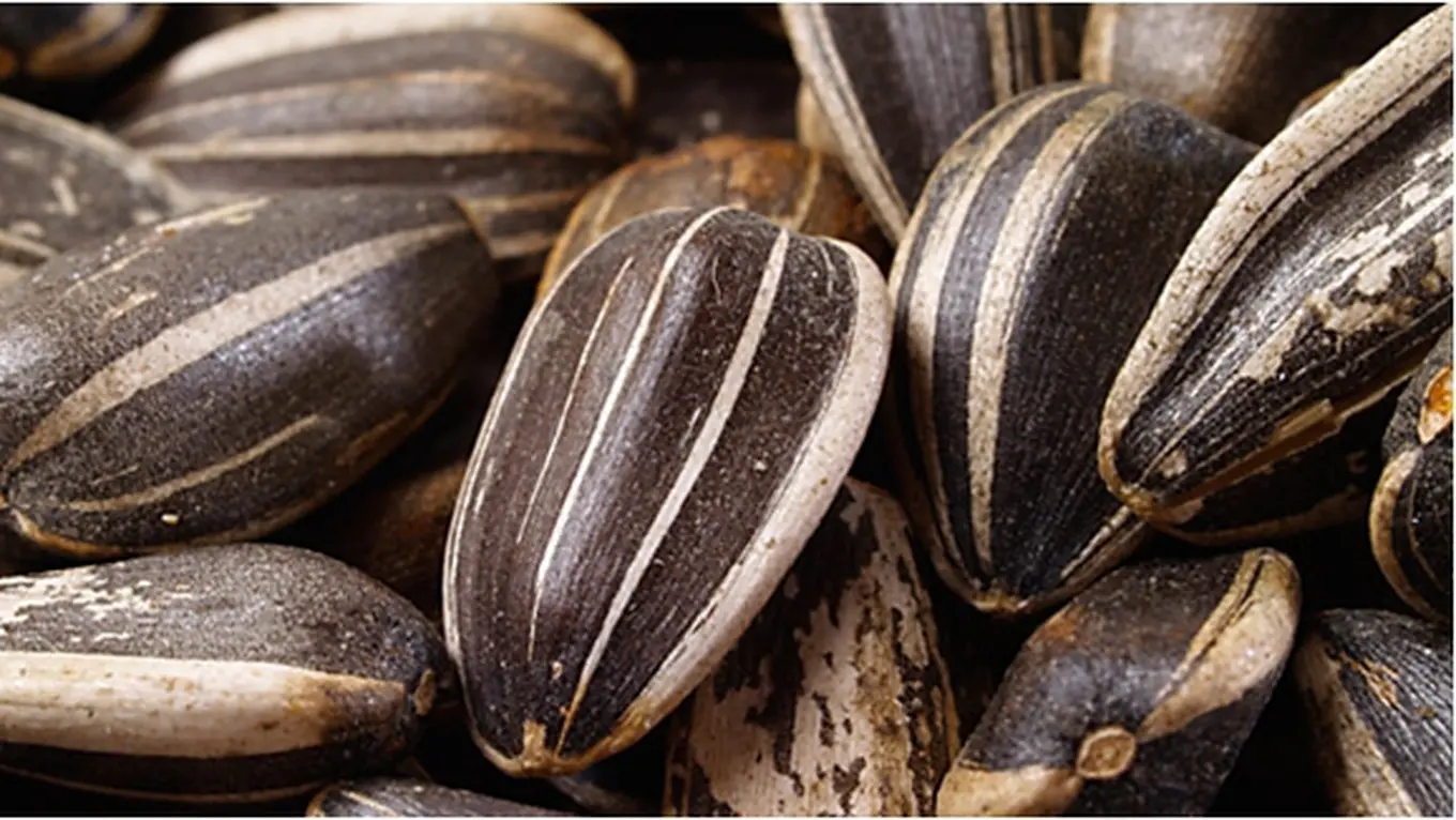 5 Manfaat Biji Bunga Matahari Untuk Kesehatan