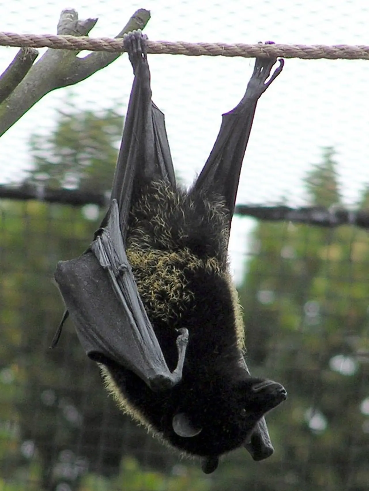 10 Kelelawar Berukuran Besar yang Menarik Diketahui, Tersebar di ...